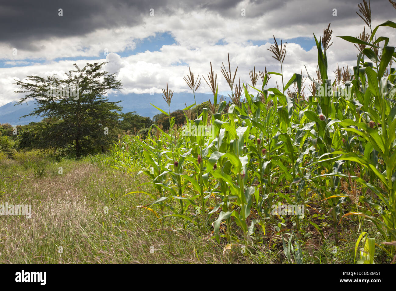 Maize field with Mount Meru in the background. Kikwe Village Arumeru ...