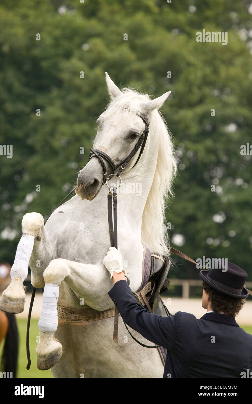 Lipizzaner horse jumping hi-res stock photography and images - Alamy
