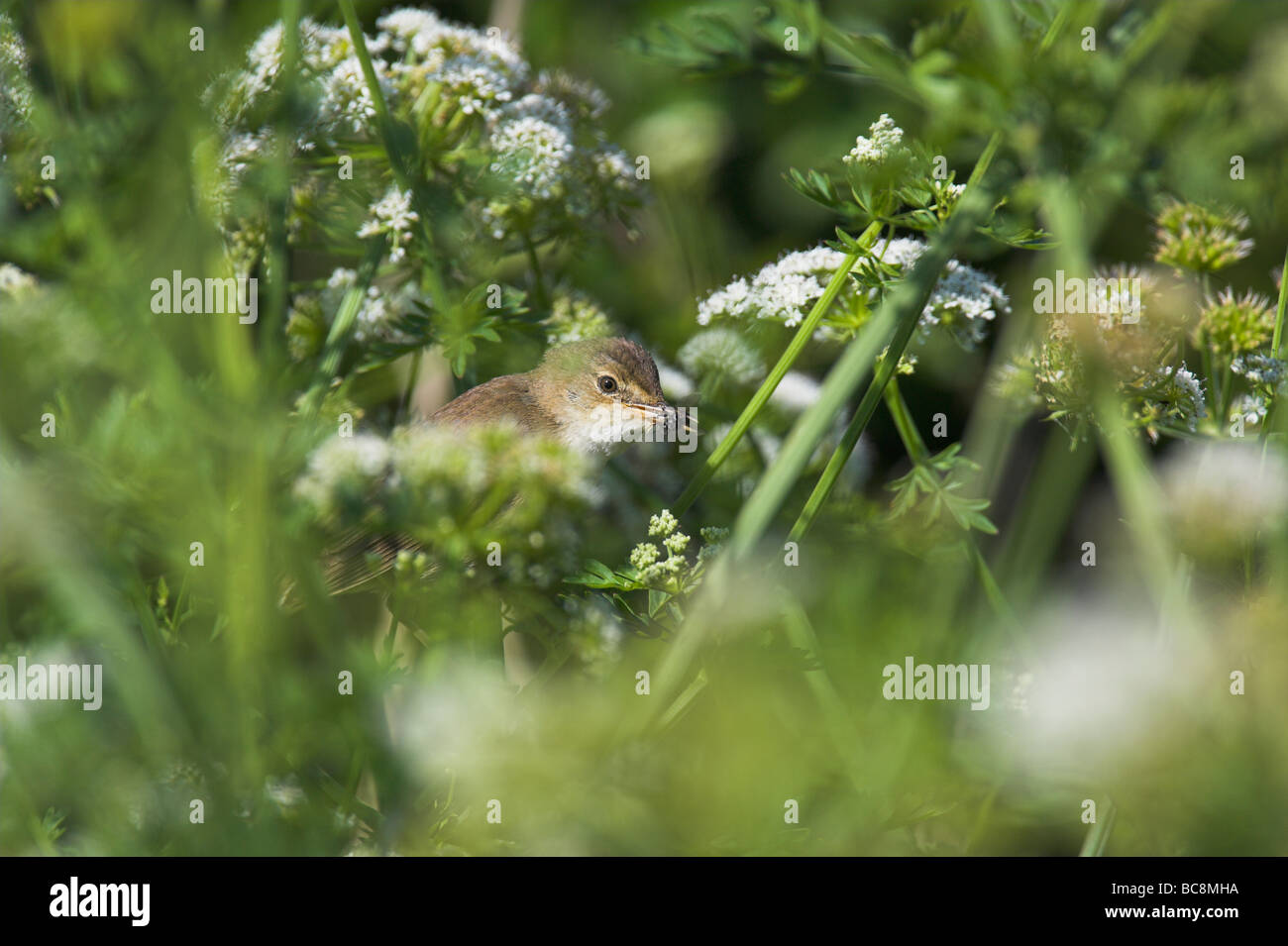 European Reed Warbler Acrocephalus scirpaceus perched with food at ...