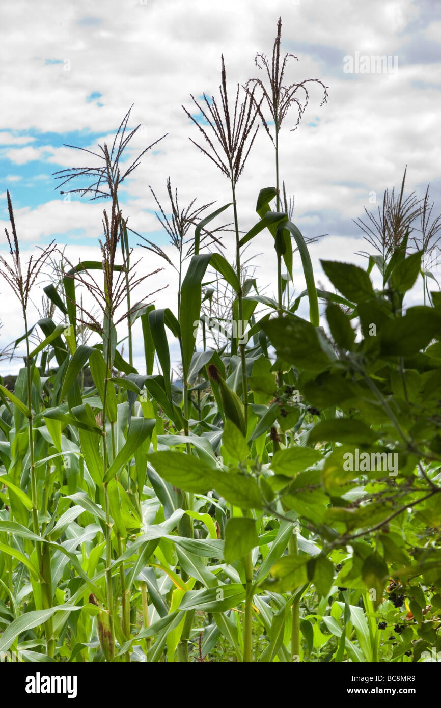 Kikwe village hi-res stock photography and images - Alamy