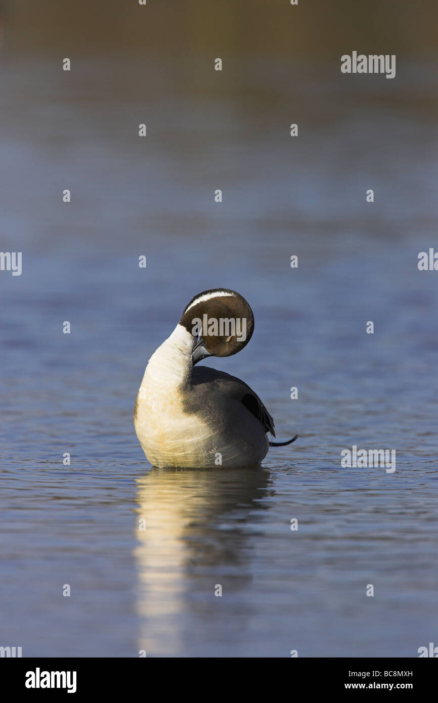Northern Pintail Anas actua male preening on pool at Slimbridge ...