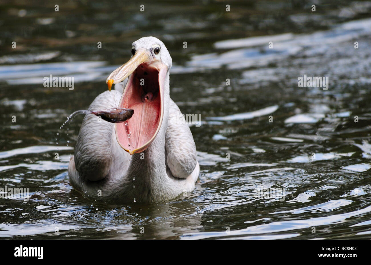 Pelican fish hi-res stock photography and images - Alamy