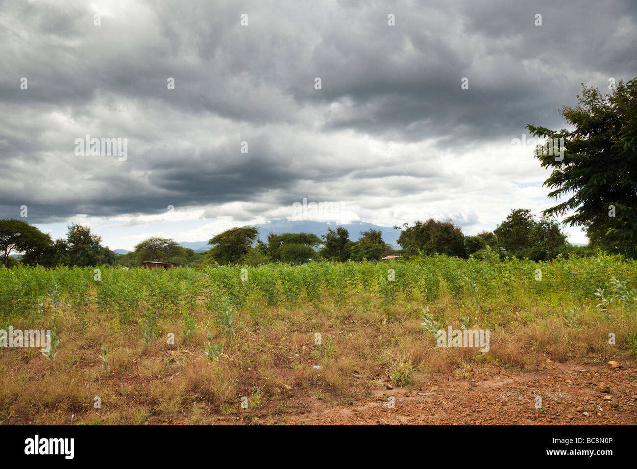 Maize field and scrub with Mount Meru in the background. Kikwe Village ...