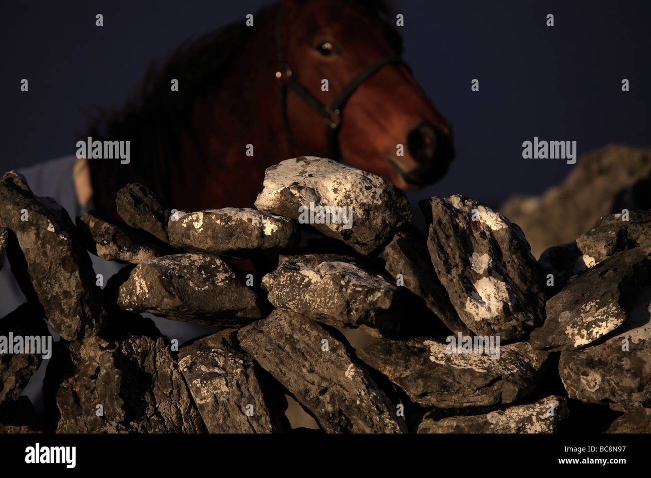 Cattle looking over hedge hi-res stock photography and images - Alamy