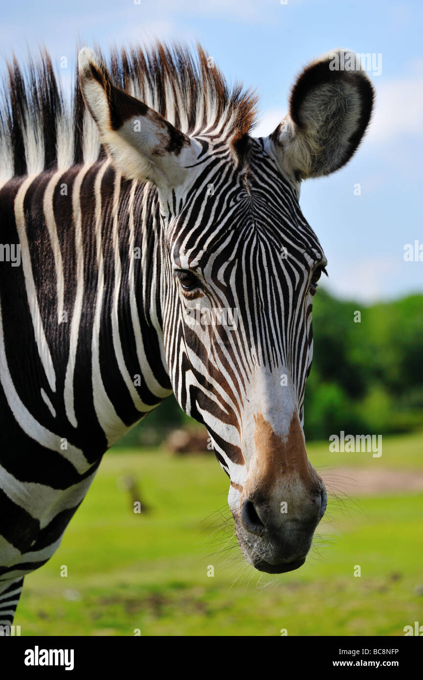 Somalia animal hi-res stock photography and images - Alamy