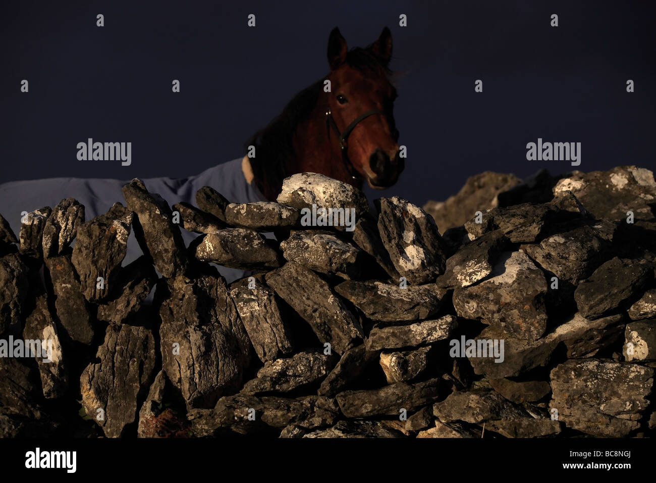 Tetrapod stones hi-res stock photography and images - Alamy