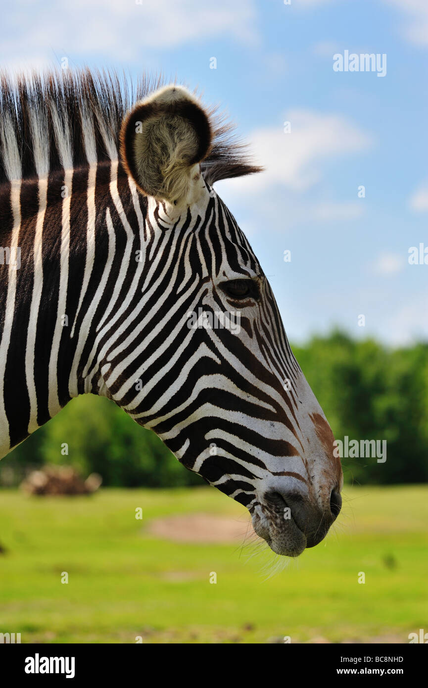 close up of a beautiful zebra Stock Photo - Alamy