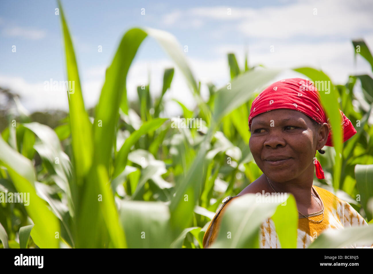 Portrait of a female African farmer in a field of Maize. Kikwe Village ...