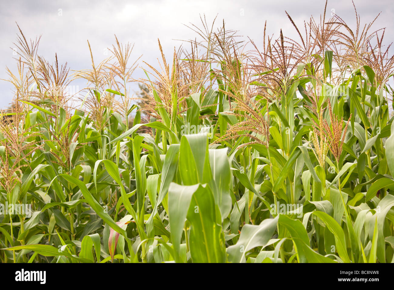 Close up of maize crop. Kikwe Village Arumeru District Arusha Tanzania ...