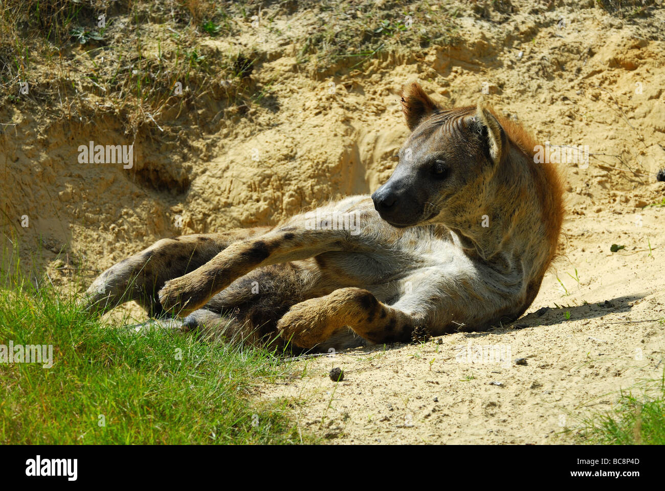Hyena eyes hi-res stock photography and images - Alamy