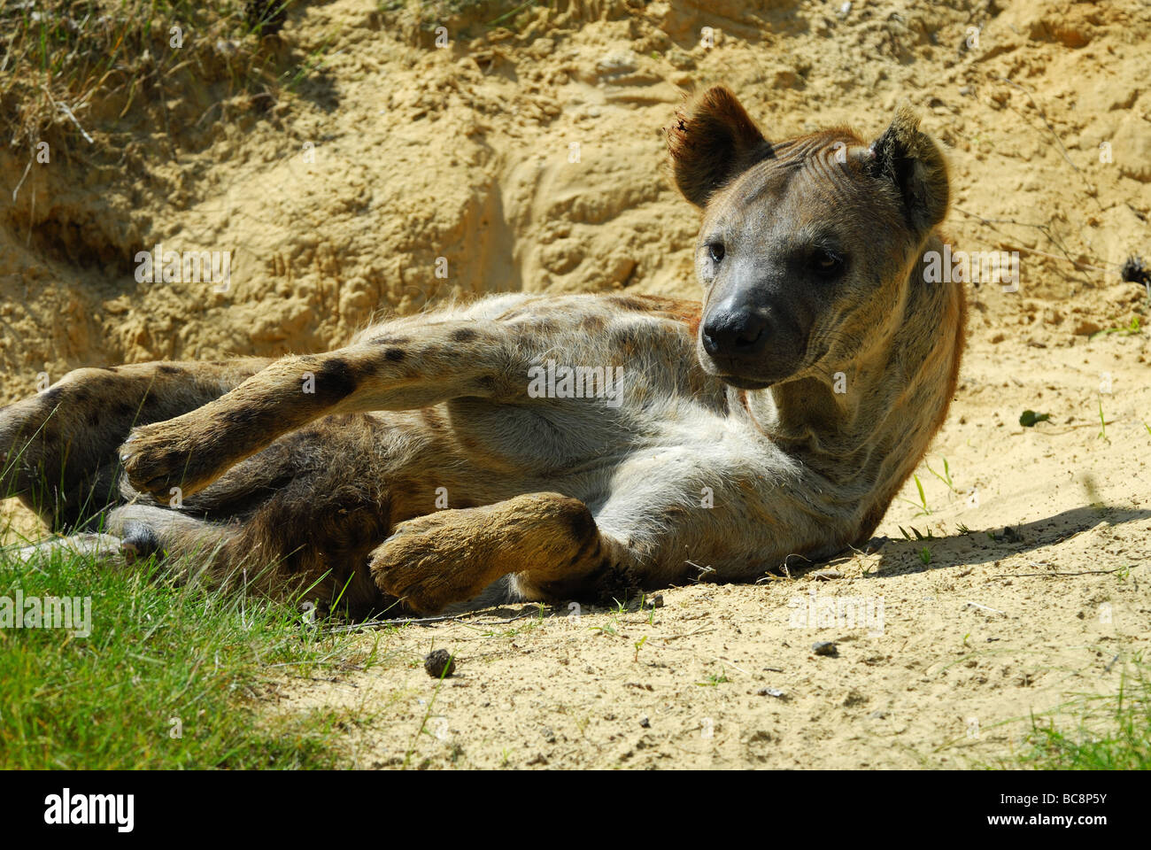 Close up of a spotted hyena Stock Photo - Alamy