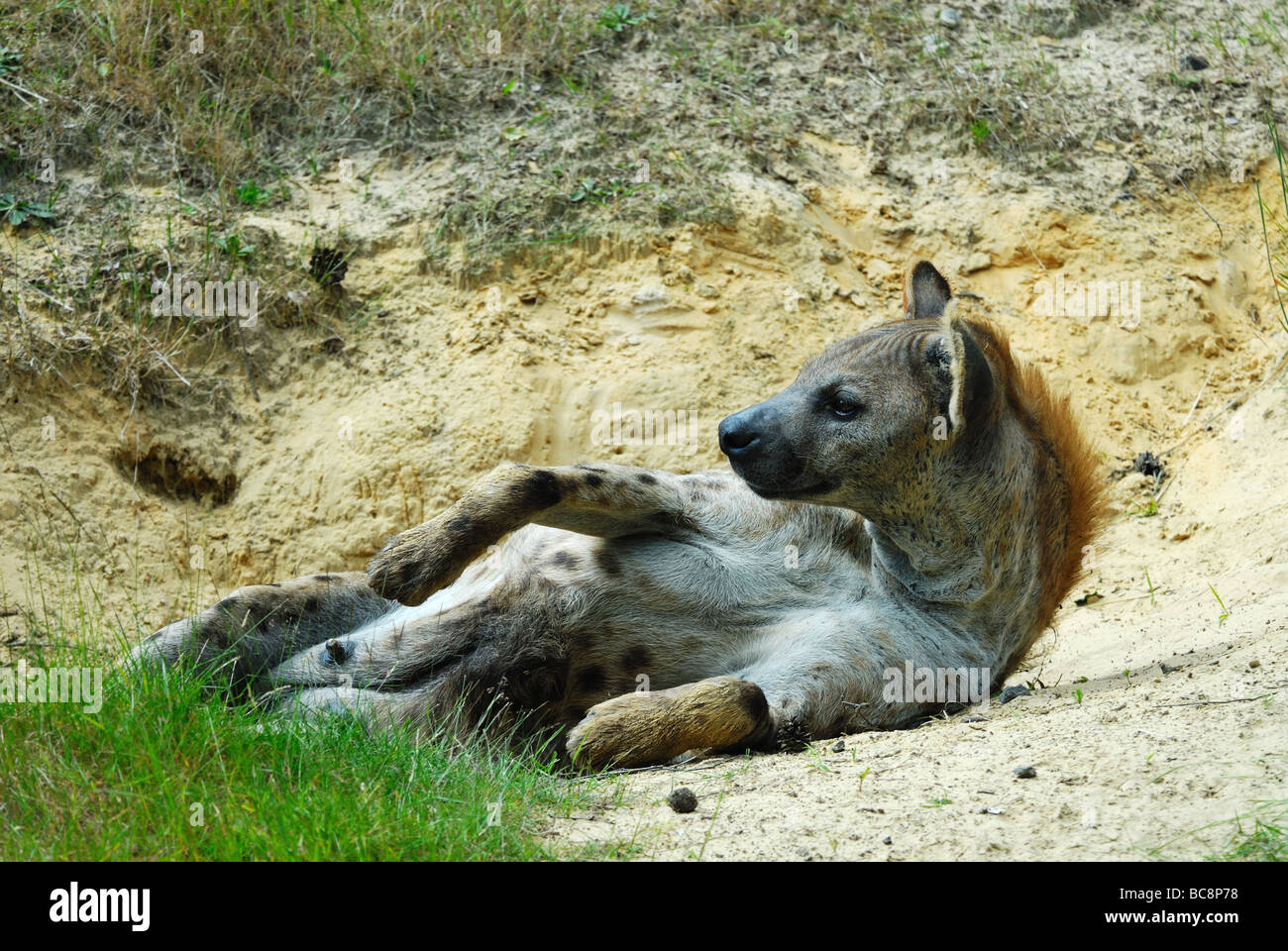 Hyena eyes hi-res stock photography and images - Alamy