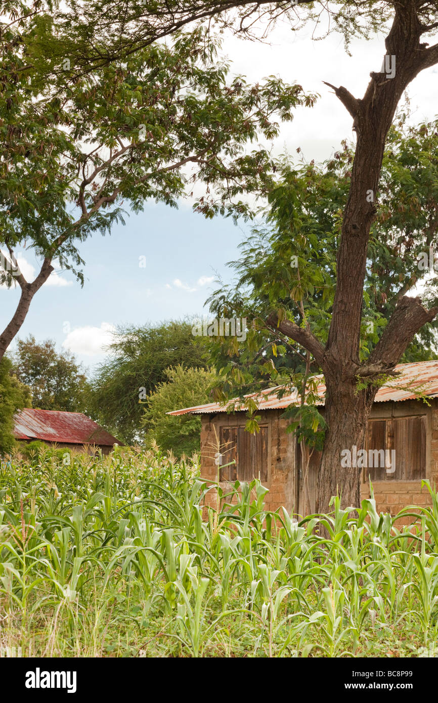 Mud brick house surrounded by a maize crop. Kikwe Village Arumeru ...