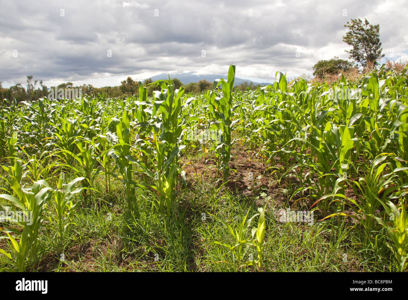 Maize field with Mount Meru in the background. Kikwe Village Arumeru ...
