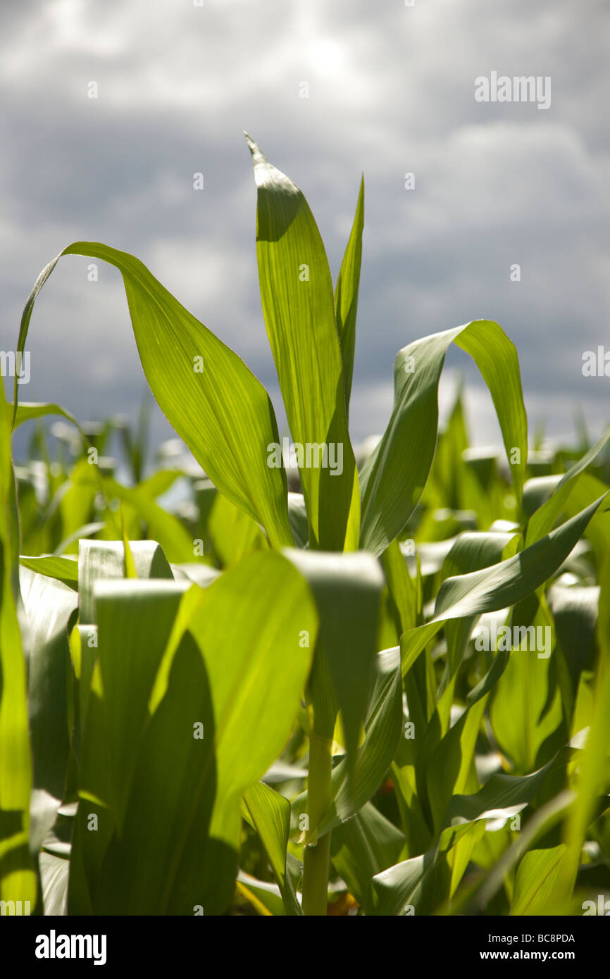 Close up of maize crop. Kikwe Village Arumeru District Arusha Tanzania ...