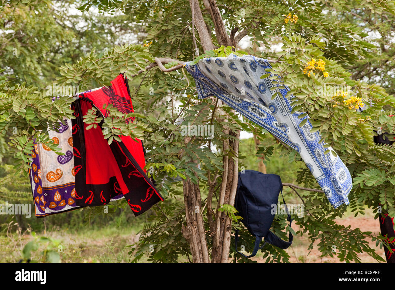 Laundry drying on bushes. Kikwe Village Arumeru District Arusha ...