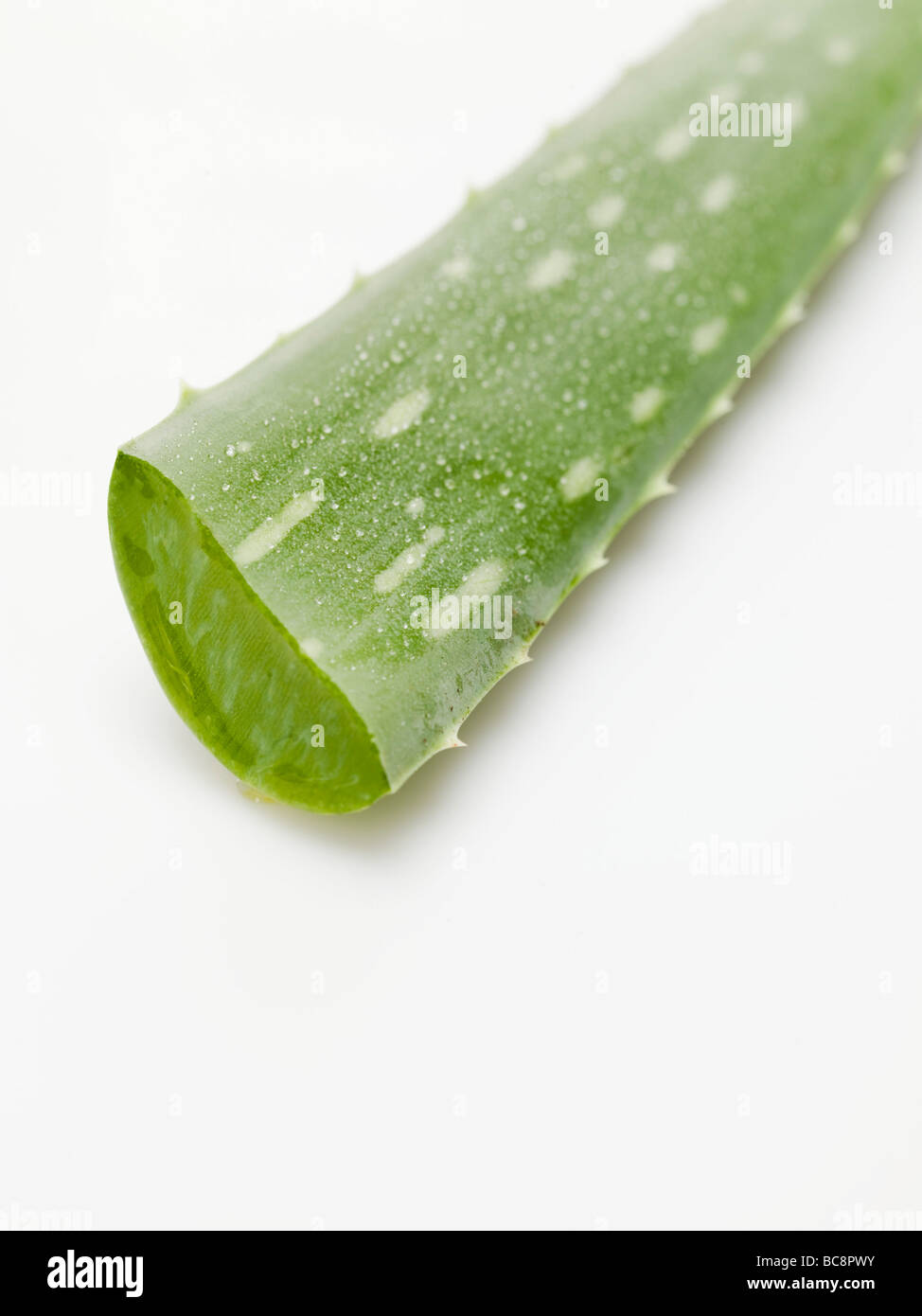 Aloe vera leaf Stock Photo - Alamy