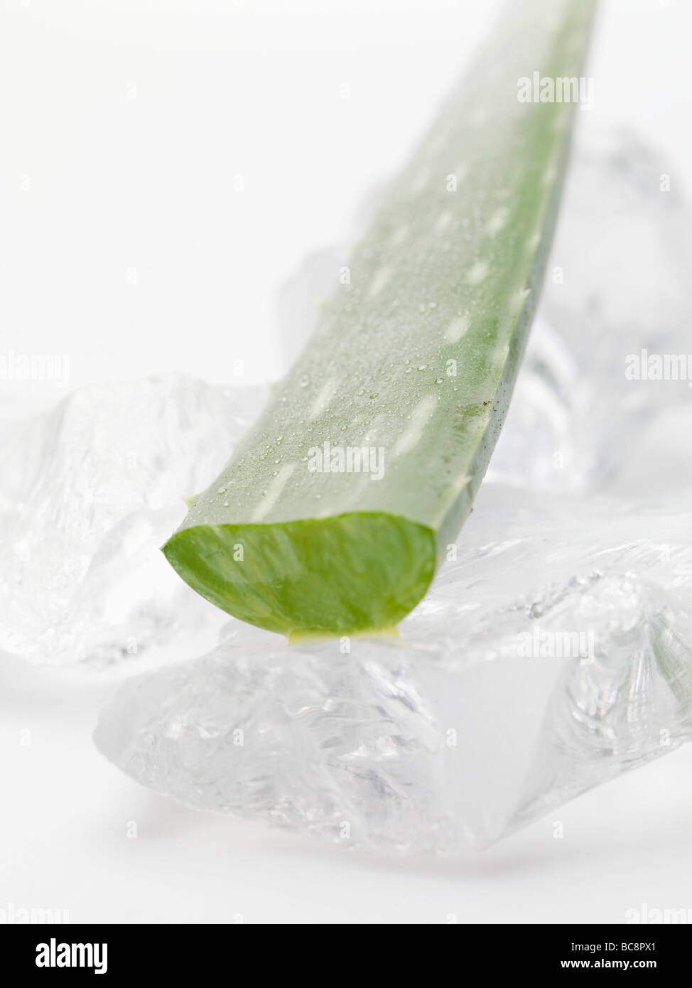 Aloe vera leaf on ice cubes Stock Photo - Alamy