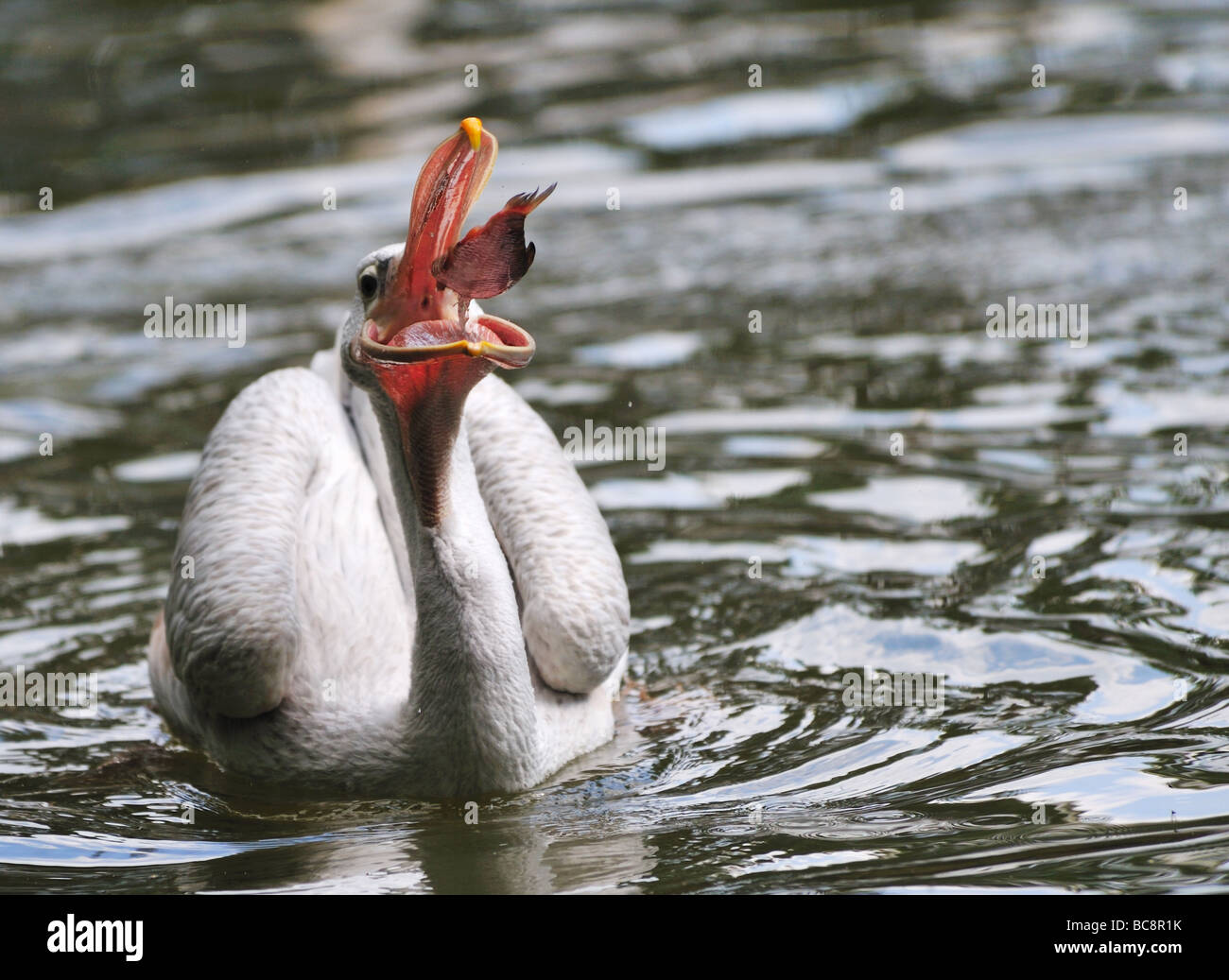 Pelican fish hi-res stock photography and images - Alamy