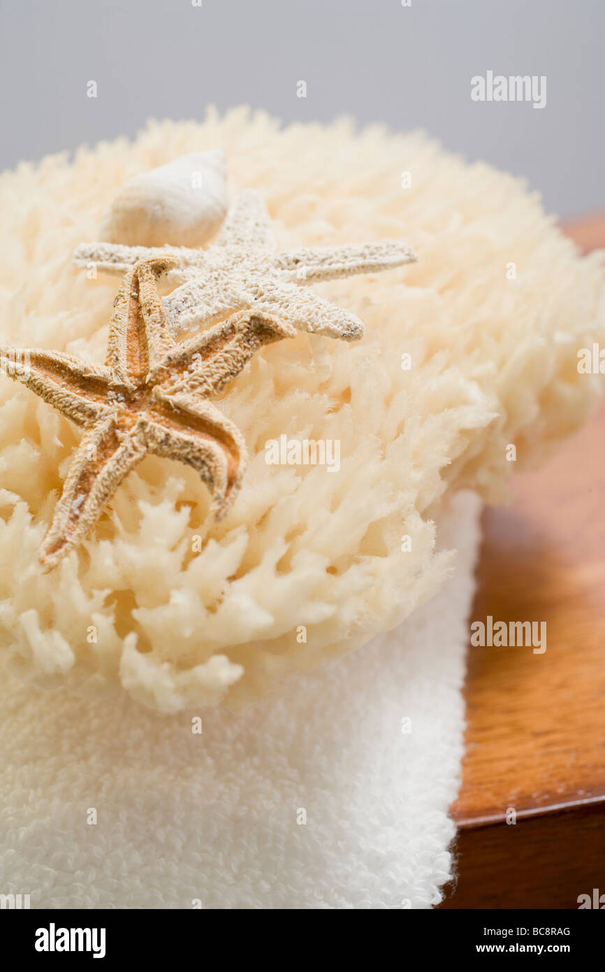 Natural sponge, starfish and snail shell on towel Stock Photo - Alamy