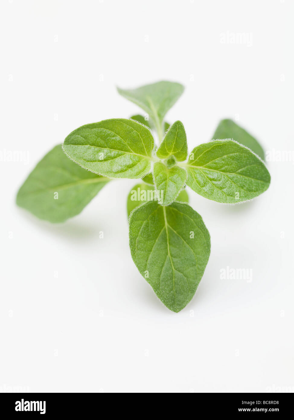 Fresh item Cut Out Stock Images & Pictures - Alamy