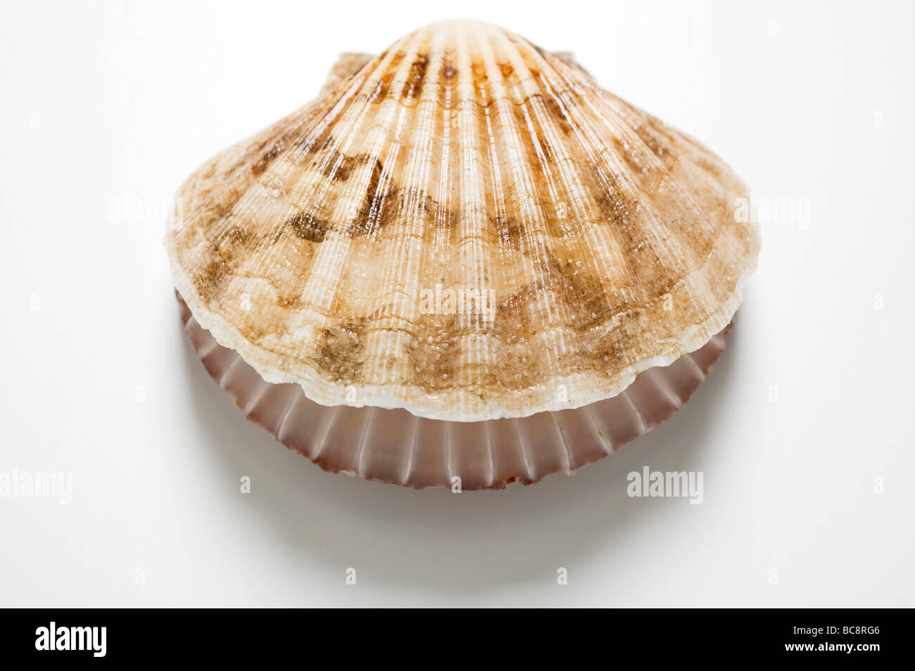 A scallop, opened Stock Photo - Alamy