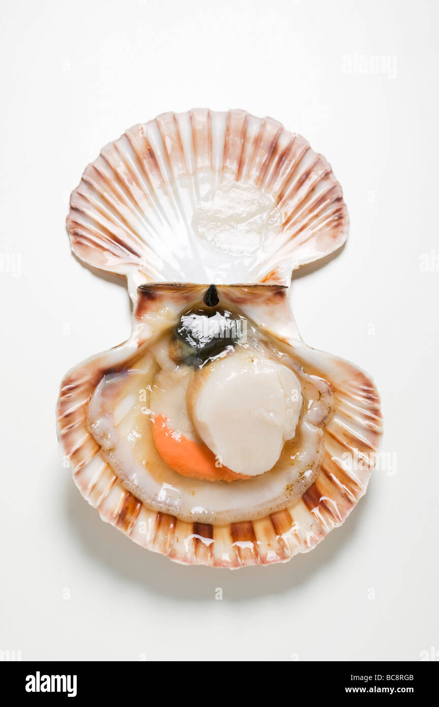 A scallop, opened wide Stock Photo - Alamy
