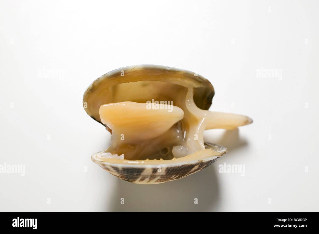 Seafood raw clam seafoods hi-res stock photography and images - Alamy