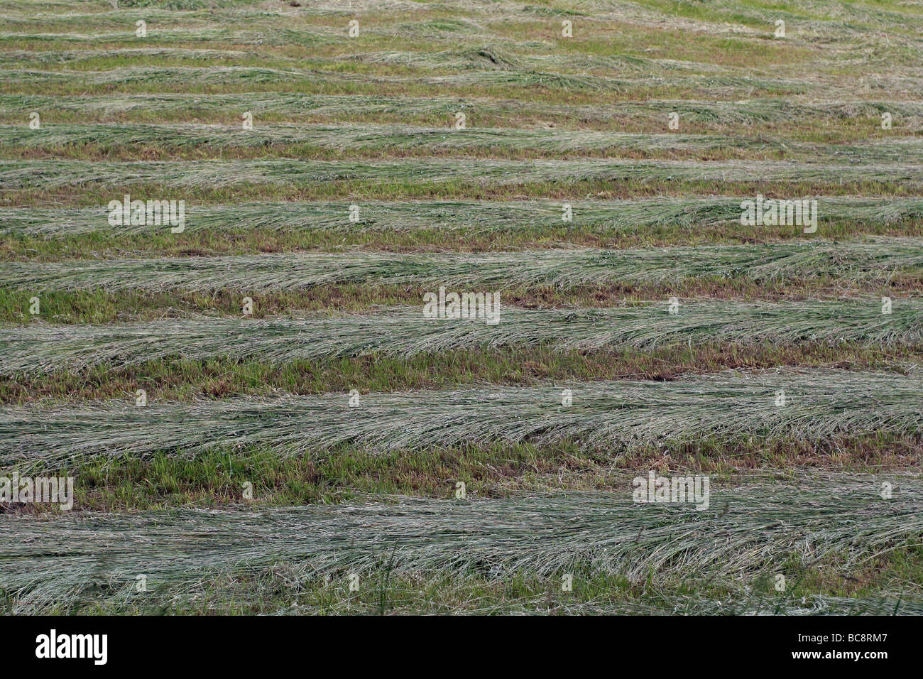 Rows of mowed hay laid neatly in the field Stock Photo - Alamy