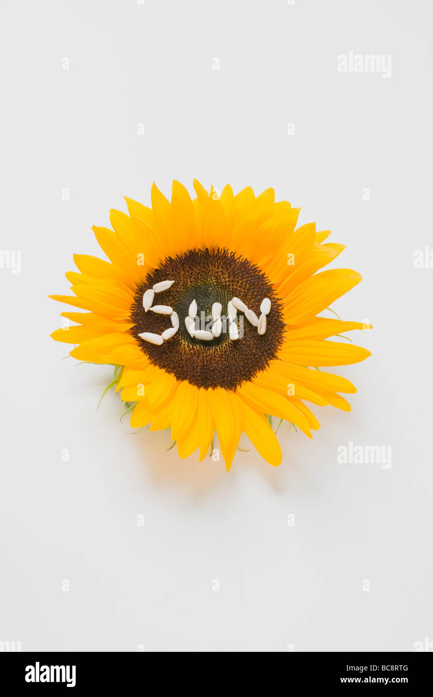 Sunflower with the word SUN written in sunflower seeds Stock Photo - Alamy