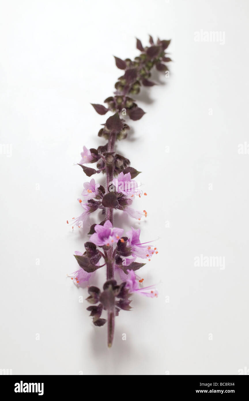 Basil flower spike with purple flowers Stock Photo - Alamy