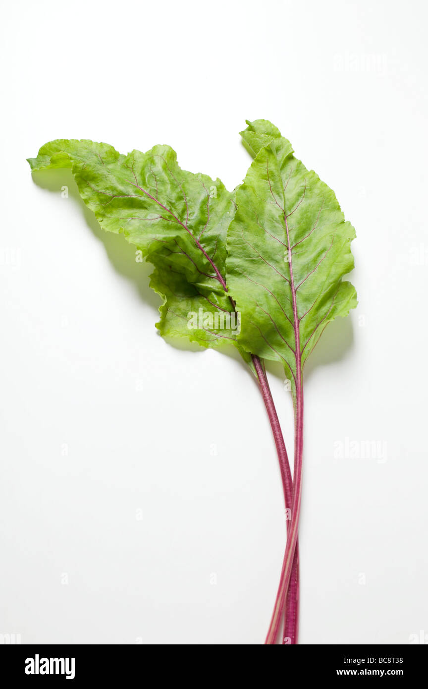 Two beetroot leaves Stock Photo - Alamy