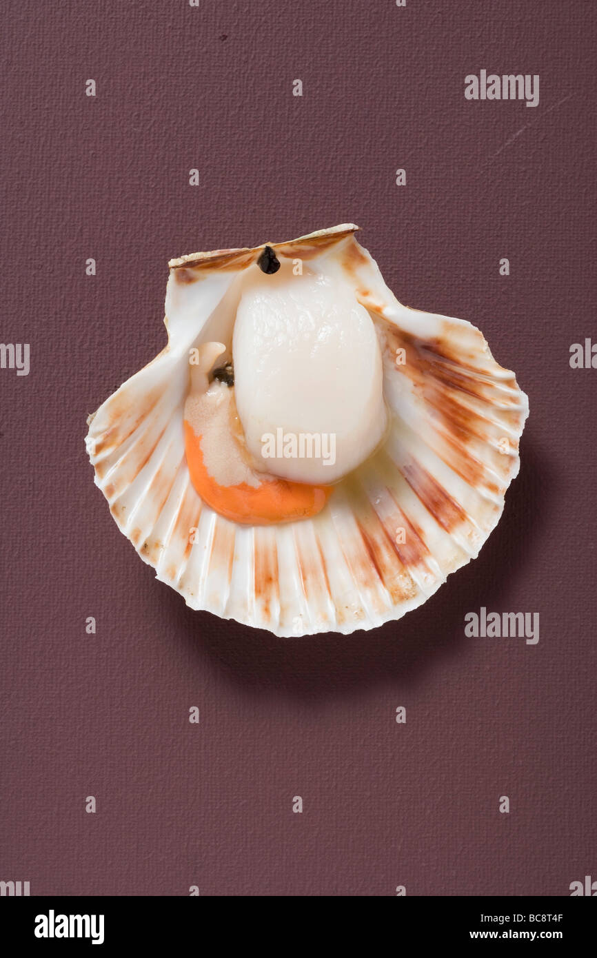 Fresh scallop Stock Photo - Alamy