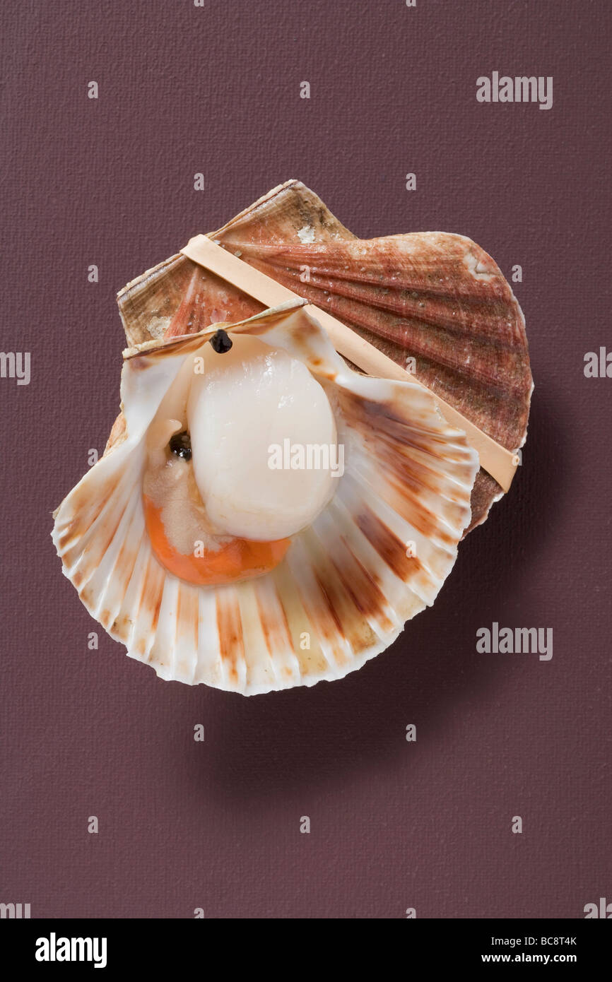 Scallop in half shell hi-res stock photography and images - Alamy