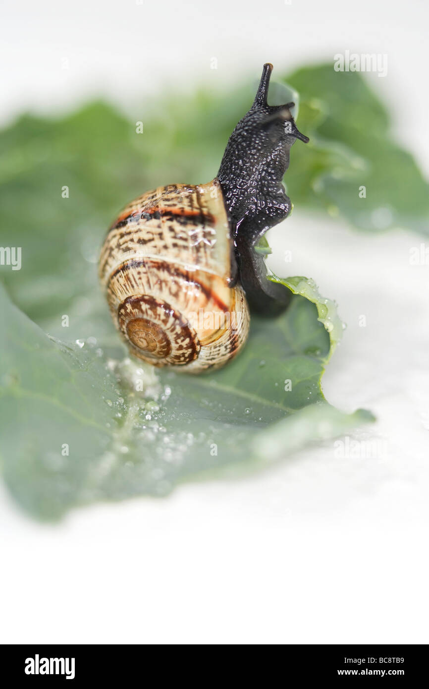 Cabbage snail hi-res stock photography and images - Alamy