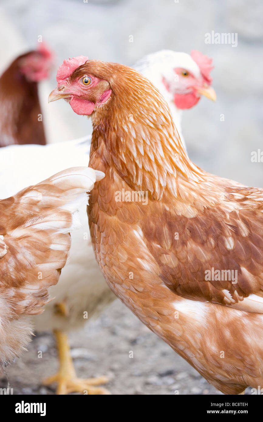 Live hens in the open air Stock Photo - Alamy