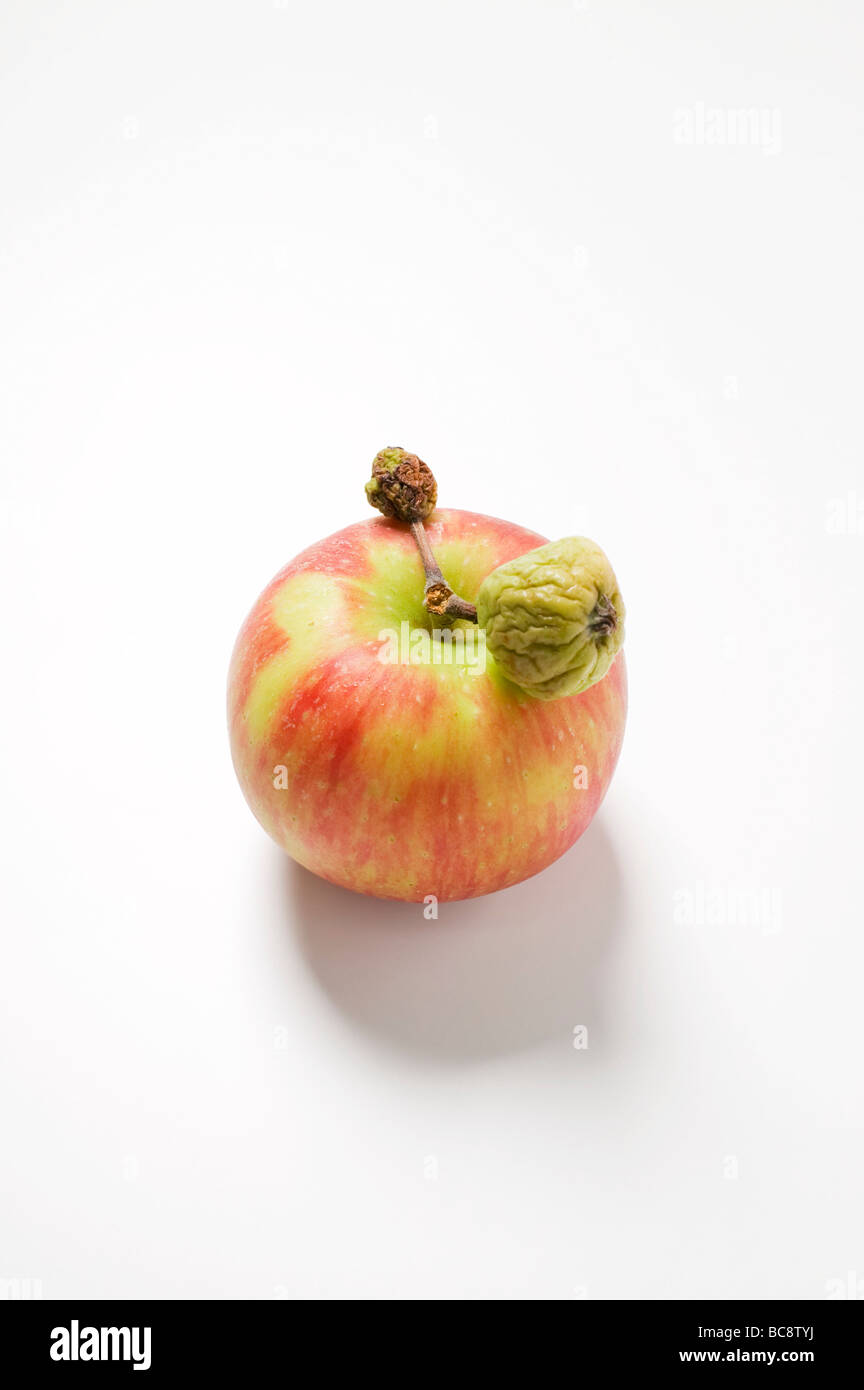 Fresh and wizened apple on stalk Stock Photo - Alamy