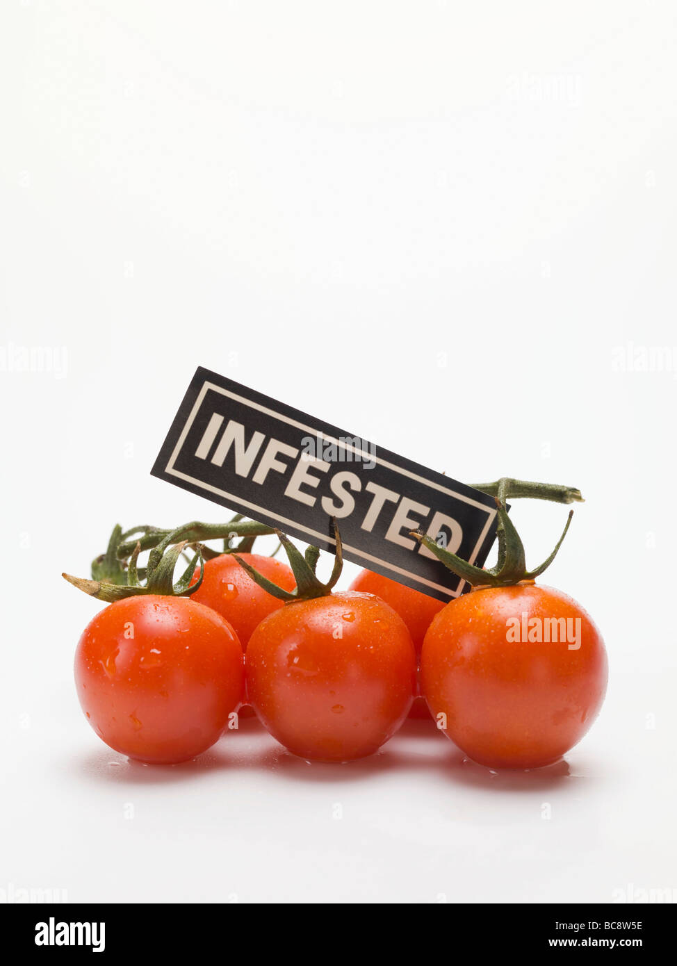 Cherry tomatoes with an 'INFESTED' label Stock Photo - Alamy