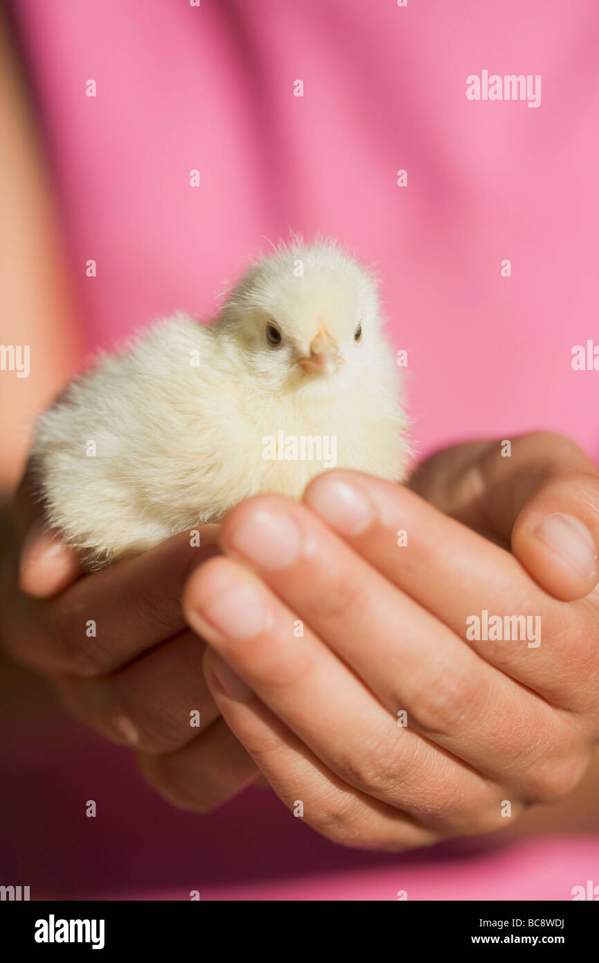 Hands holding a live chick Stock Photo - Alamy