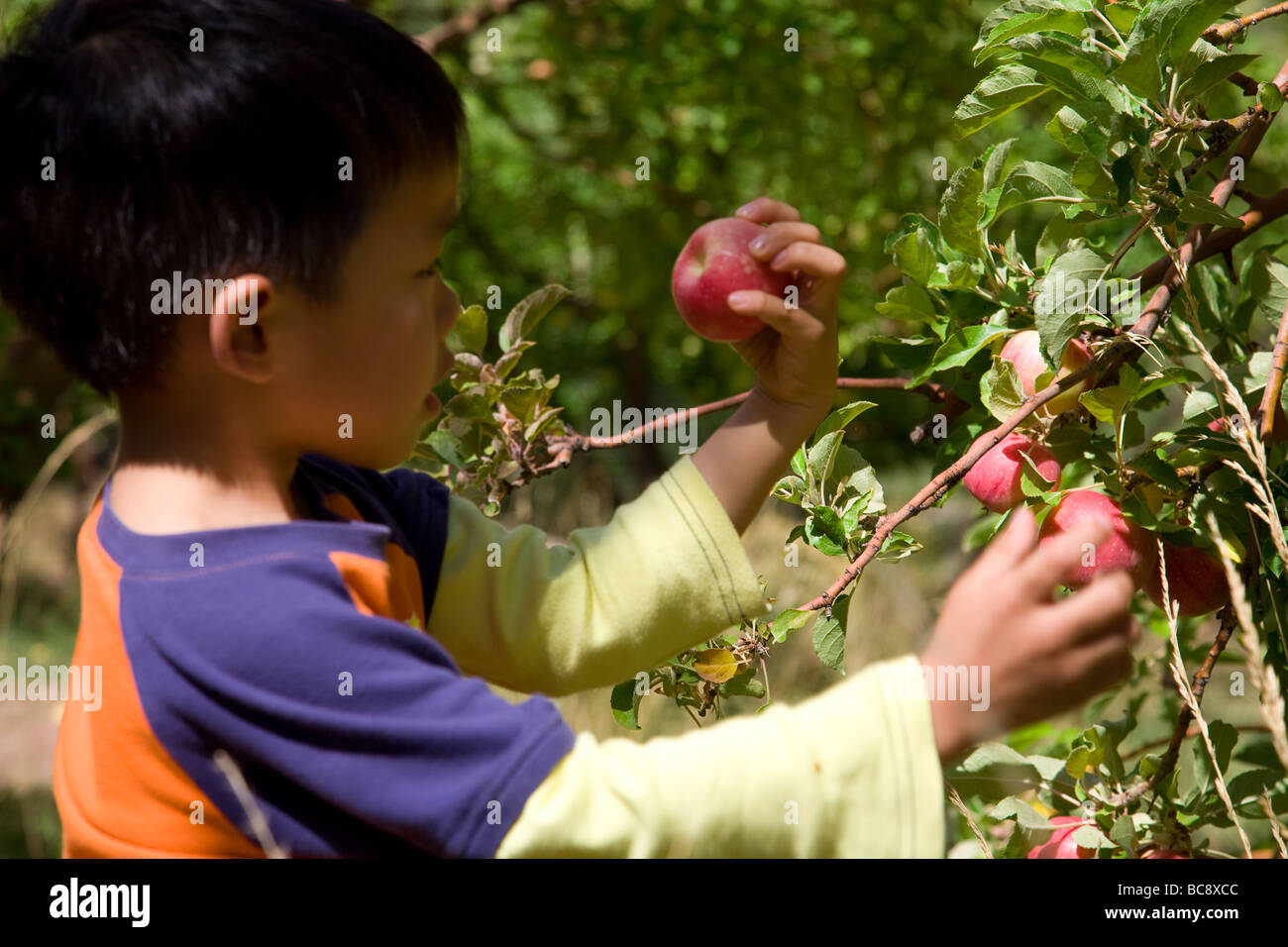 Asian child apple tree hi-res stock photography and images - Alamy