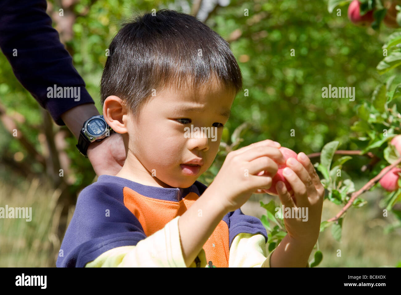 Asian boy picking apples at Organic Apple Orchard Stock Photo - Alamy