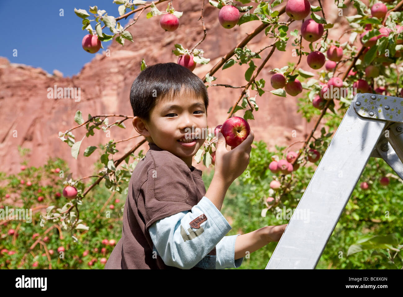 Asian boy picking apples at Organic Apple Orchard Stock Photo - Alamy