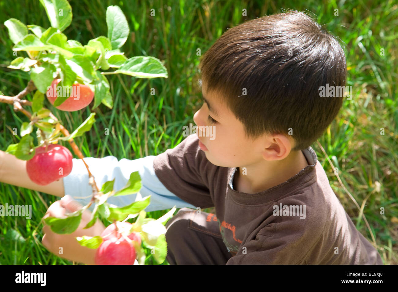 Asian boy picking apples at Organic Apple Orchard Stock Photo - Alamy