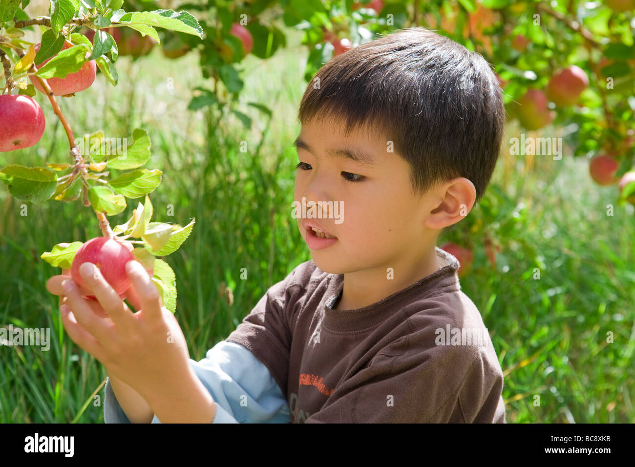 Asian boy picking apples at Organic Apple Orchard Stock Photo - Alamy