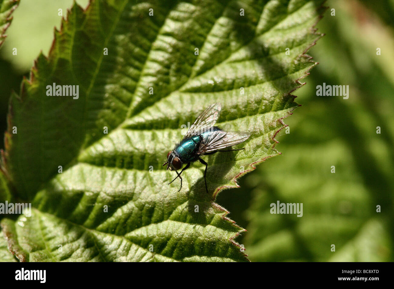 Bluebottle Fly in Close up Maco Canon Macro 100 mm Stock Photo - Alamy
