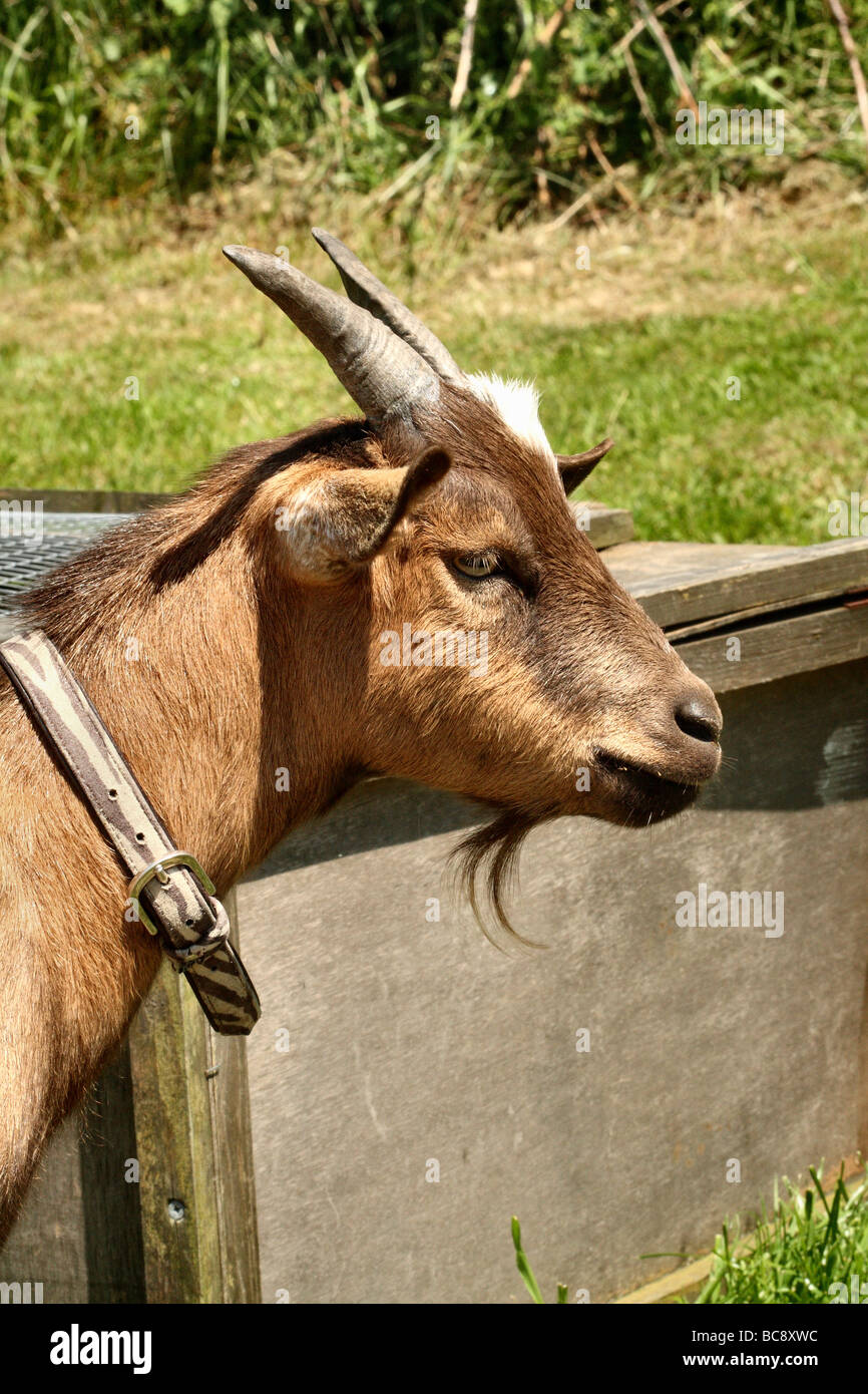 Goat Miniature Family Bovidae Stock Photo - Alamy