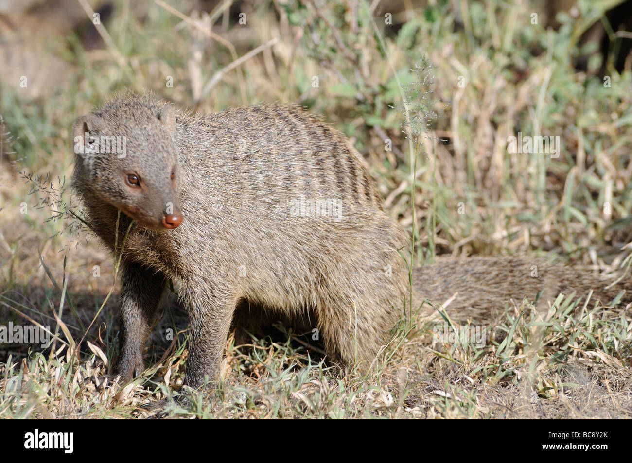 African banded mongoose hi-res stock photography and images - Alamy