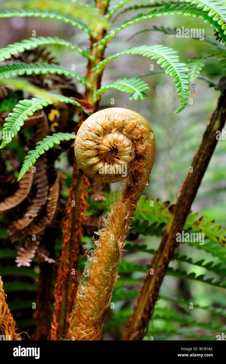 A new growth of fern leaves, Hawaii, USA Stock Photo - Alamy