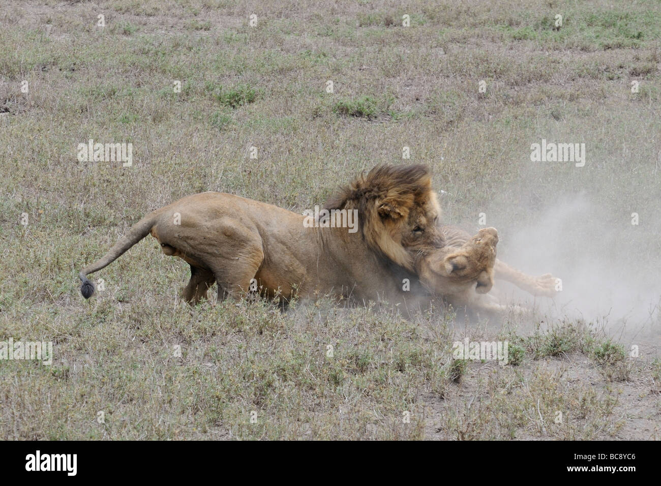 Lion attacking and killing cub hi-res stock photography and images - Alamy