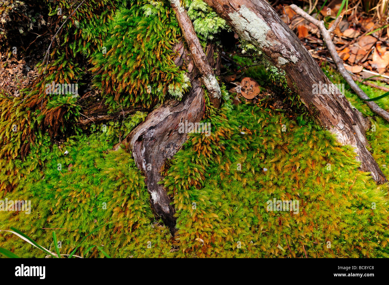 Ground moss around a tree trunk, Hawaii, USA Stock Photo - Alamy